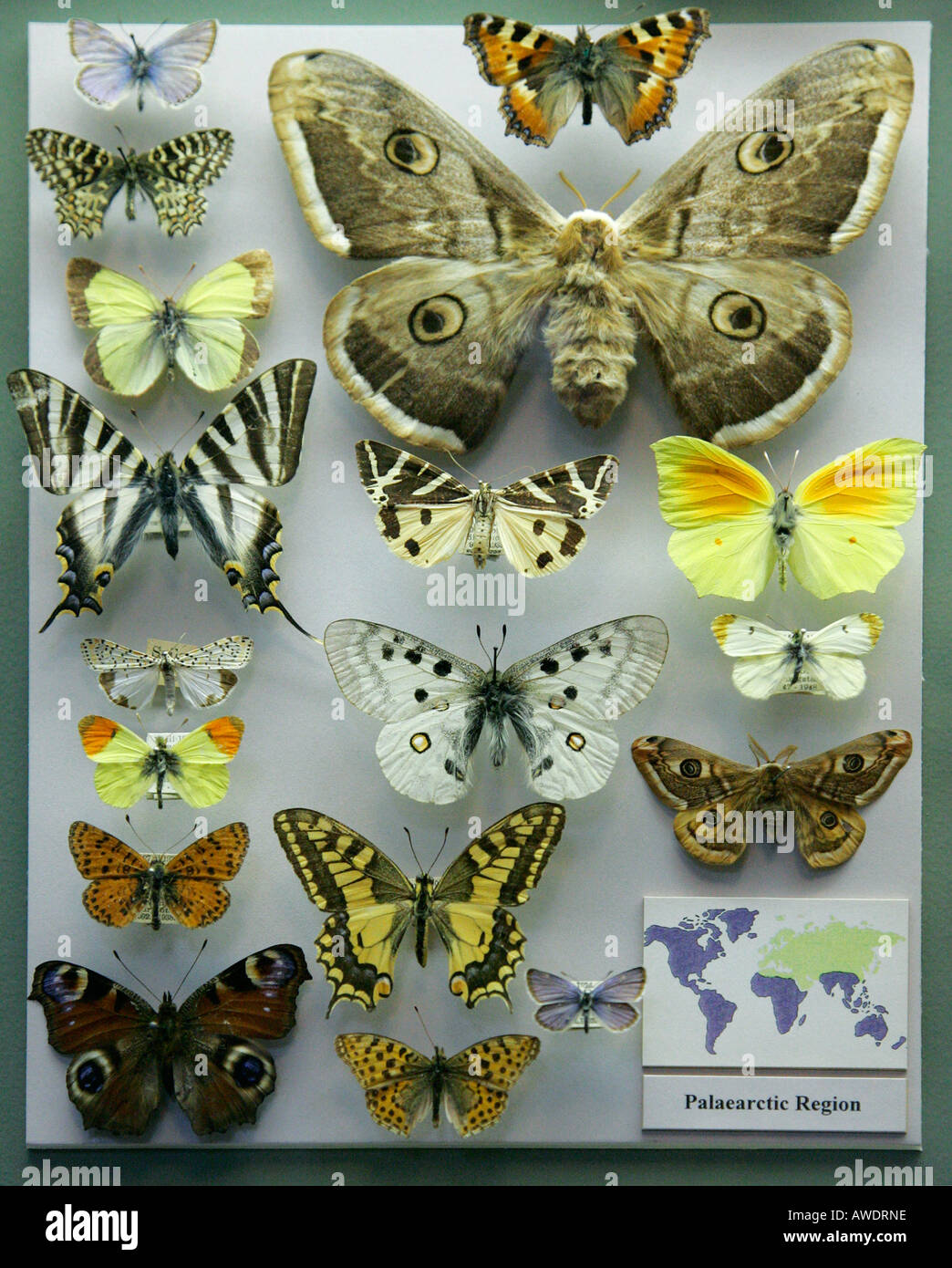 Butterflies Palaearctic Region Butterflies museum display case ...