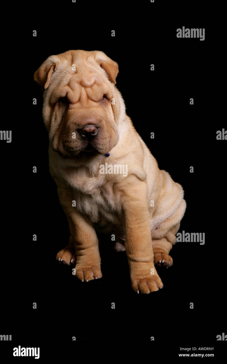 Chinese shar pei hunting hi-res stock photography and images - Alamy