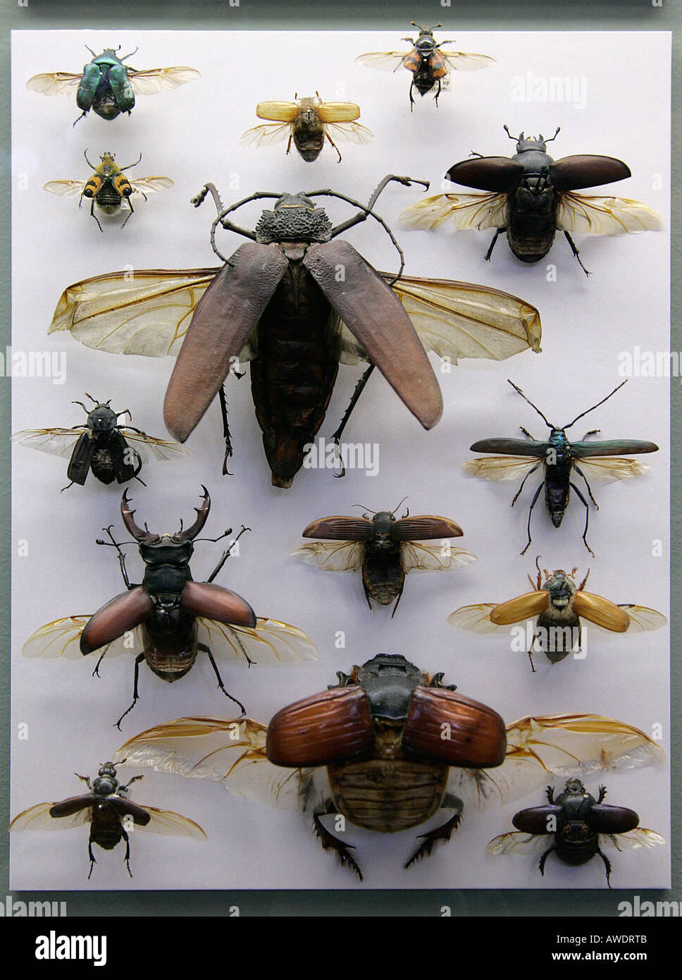 Bug Display