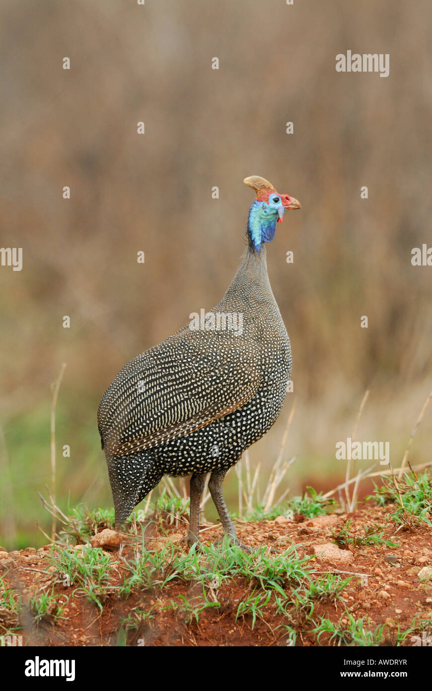 South Africa Mkhuzi Mkhuze Mkuze Game Reserve Helmeted guineafowl ...