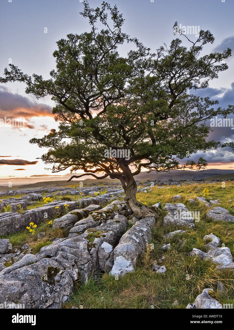 hawthorne tree at sunset Stock Photo - Alamy