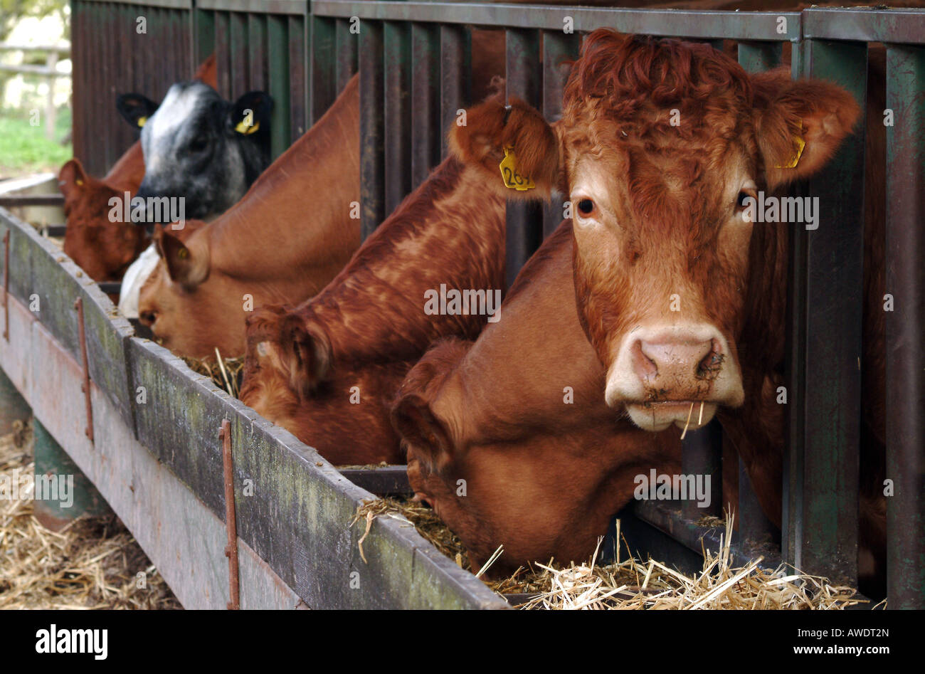 Line-up of beef suckler cattle feeding at open sided shed Stock Photo ...