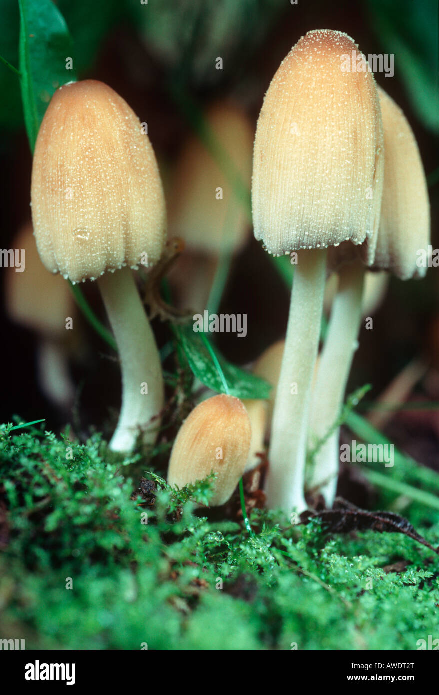 Coprinus micaceus the glistening ink cap Stock Photo - Alamy