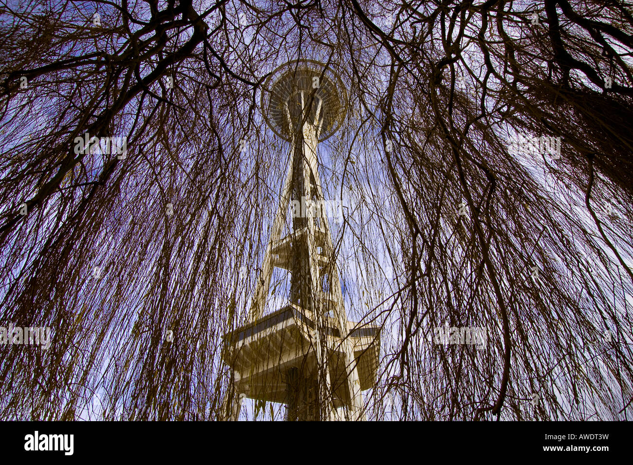 Upward view of Space Needle through tree branches Seattle Center ...