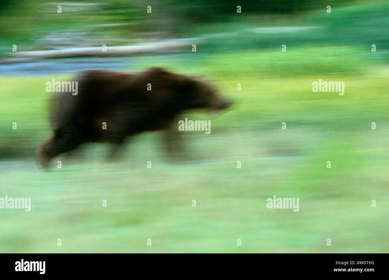 Kodiak bear (Ursus arctos middendorffi) with speed blur Stock Photo - Alamy