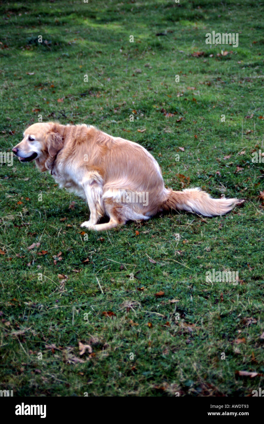 Dog defecating hi-res stock photography and images - Alamy