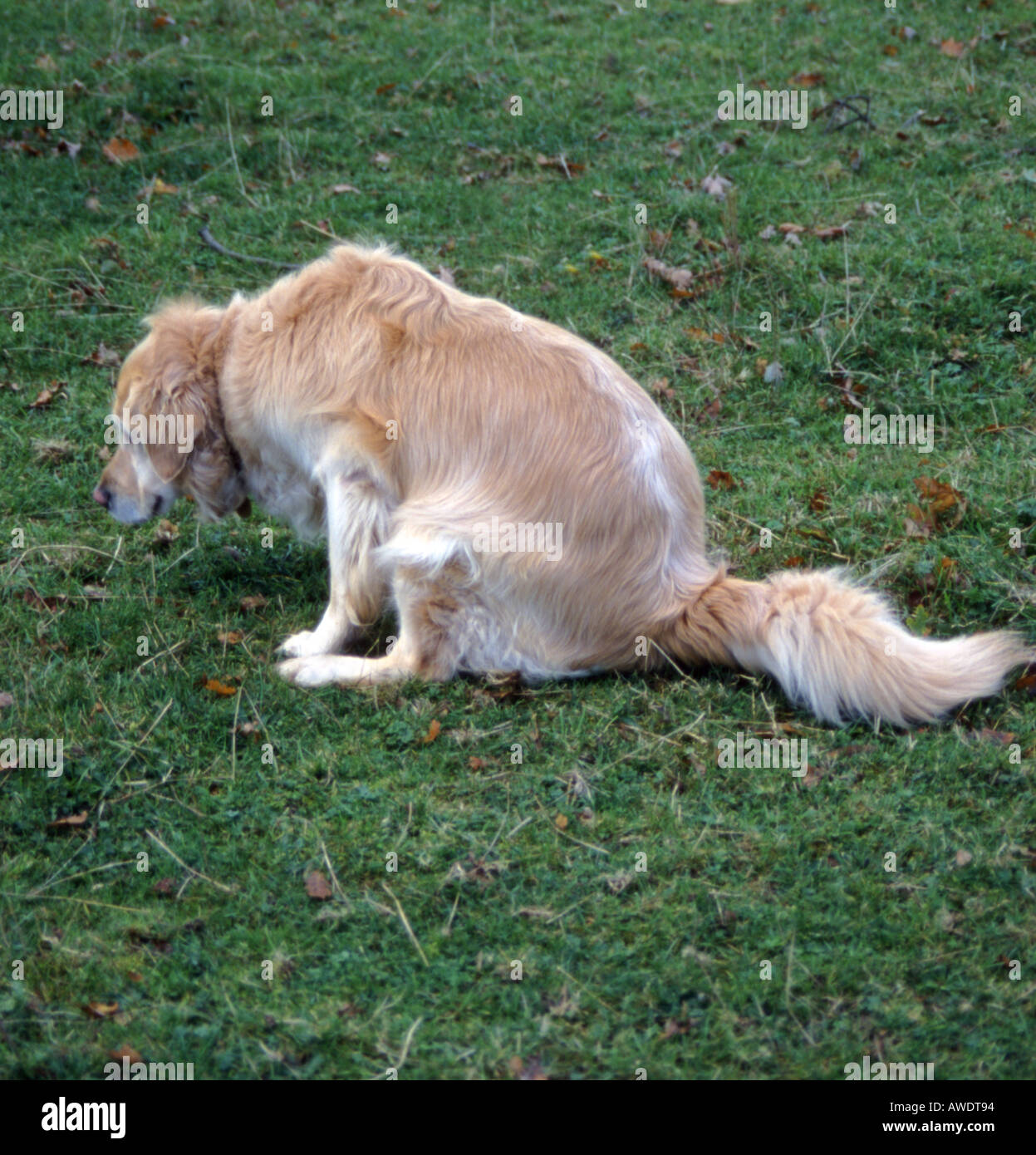 ANIMALS. CANINE BEHAVIOUR. GOLDEN RETRIEVER DEFECATING Stock Photo - Alamy