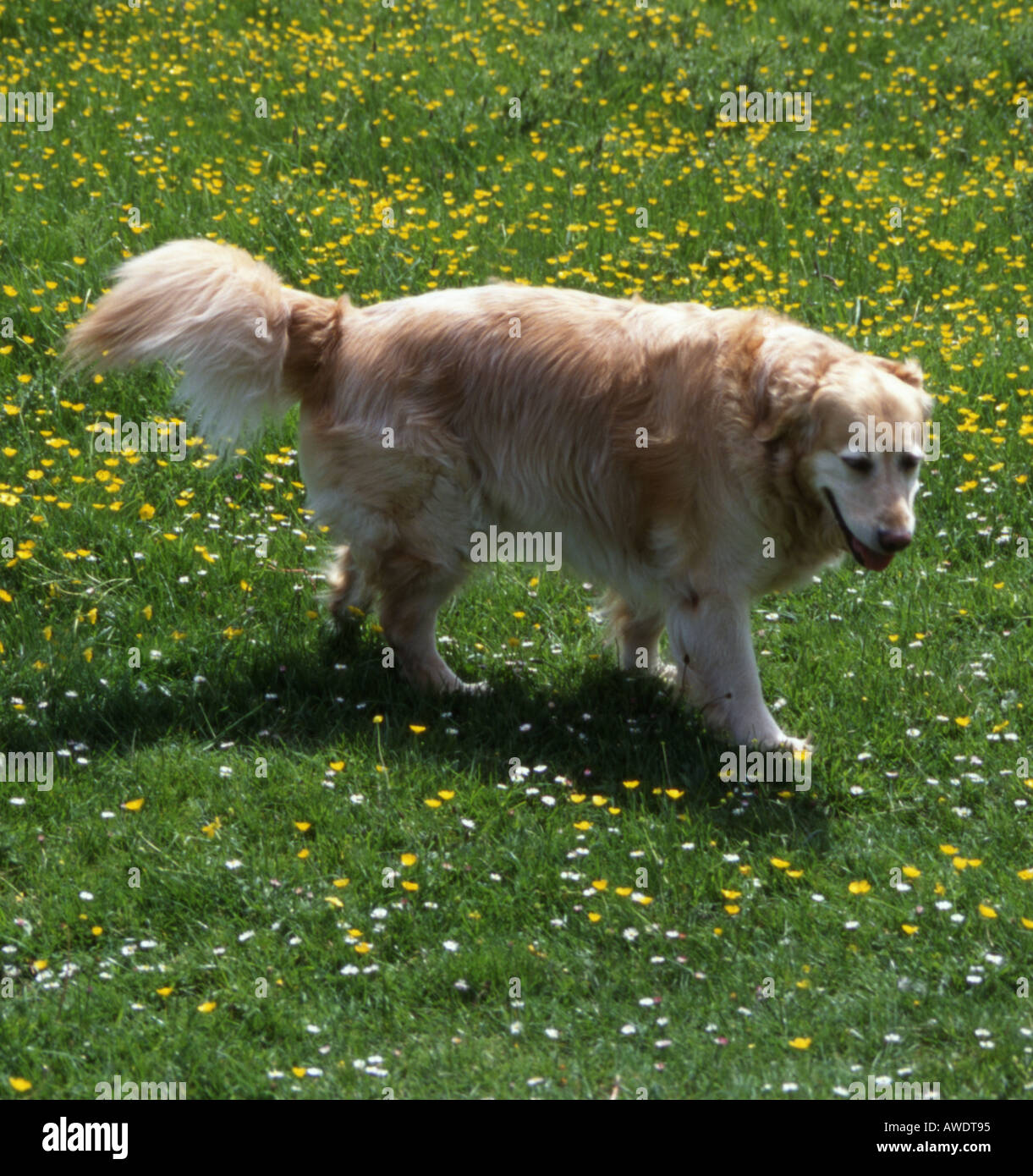 ANIMALS. GOLDEN RETRIEVER DOG. ( SALLY Stock Photo - Alamy