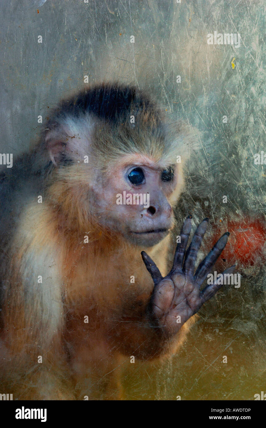 A Captive Capuchin Monkey,Looking Thru A Perspex Window Stock Photo - Alamy