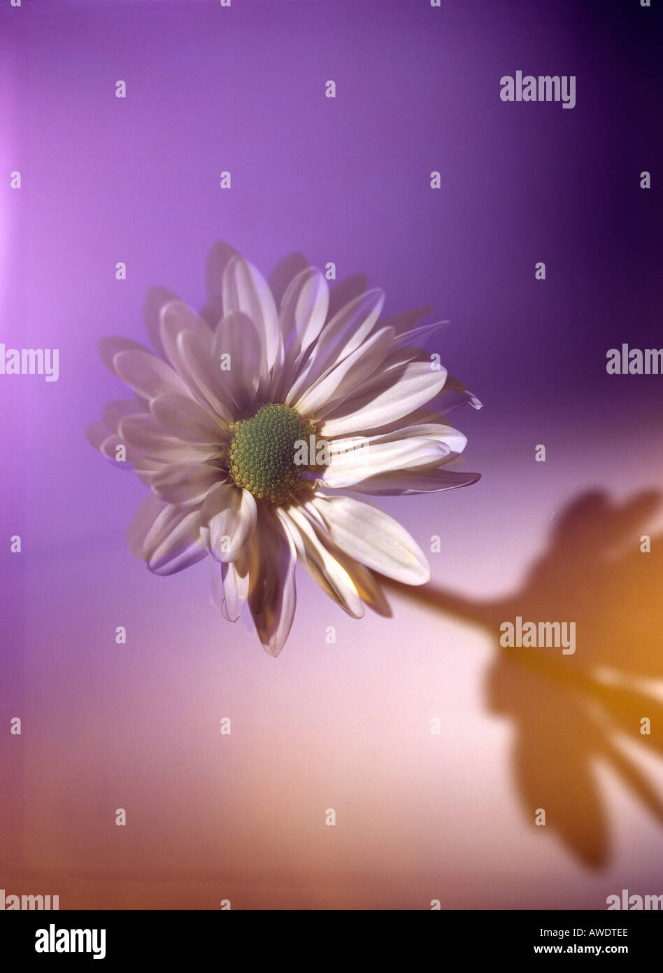 abstract design daisy color colorful colourful Stock Photo - Alamy