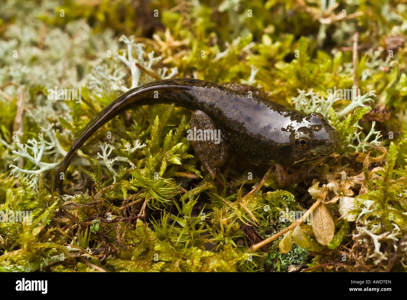 Green frog, Rana clamitans, metamorph with tail, Sandstone, Minnesota ...