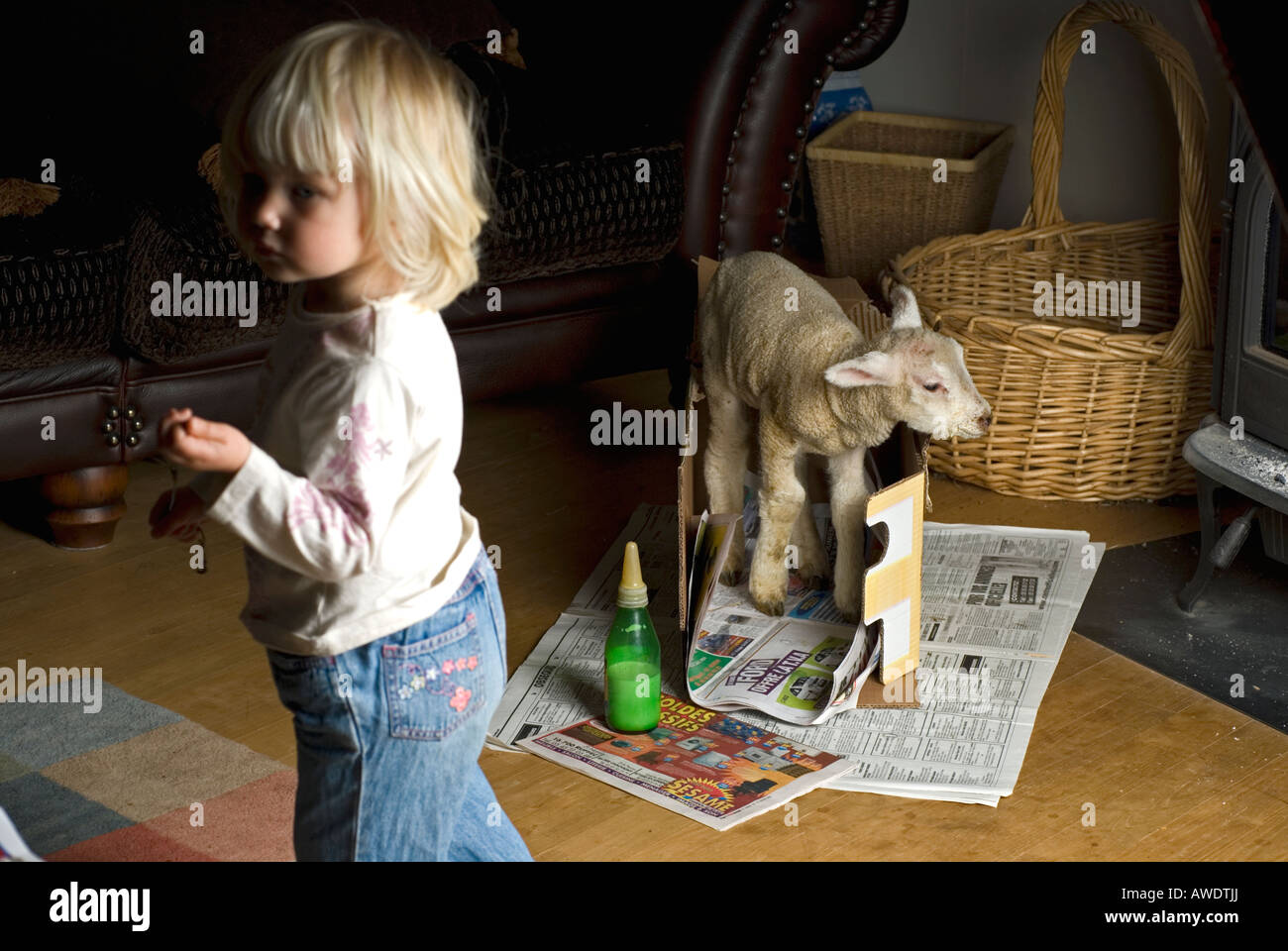 Image of a poorly 3 week old bottle fed lamb The lamb is resting inside ...