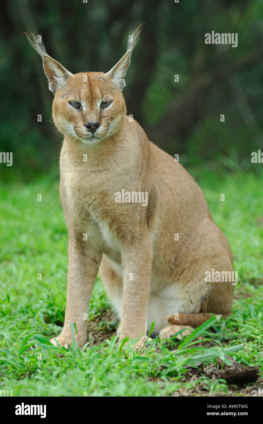 South Africa private park Caracal male Felis caracal Stock Photo - Alamy