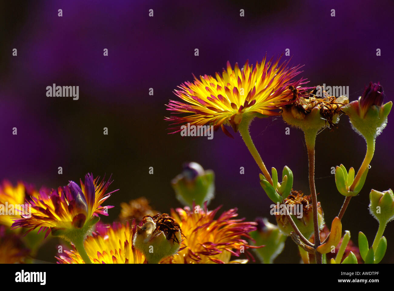 Purple Vygie Flower High Resolution Stock Photography and Images - Alamy