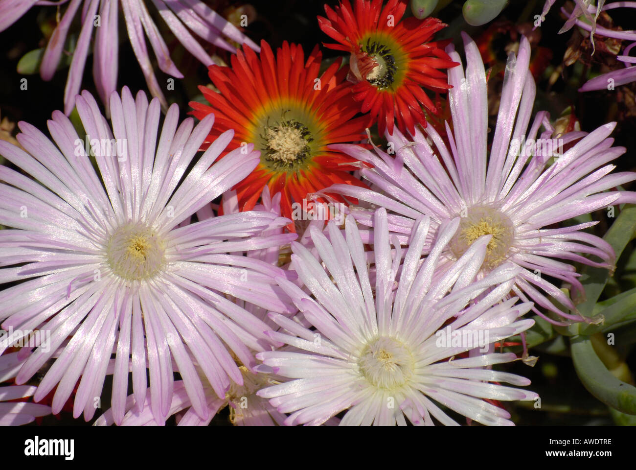 Variety of white and red vygie succulent flowers spring Karoo botanical ...