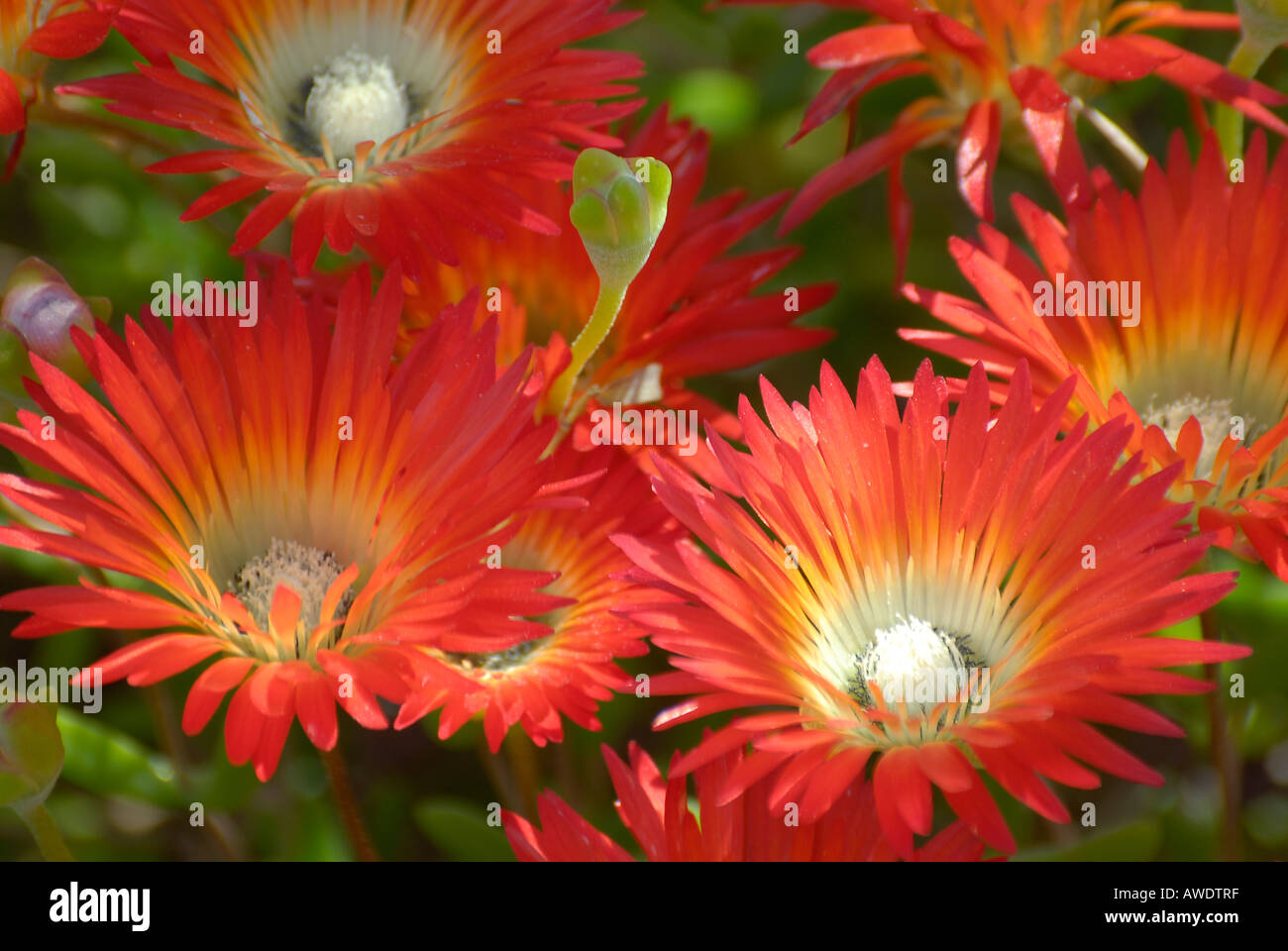 Variety of white and red vygie succulent flowers spring Karoo botanical ...