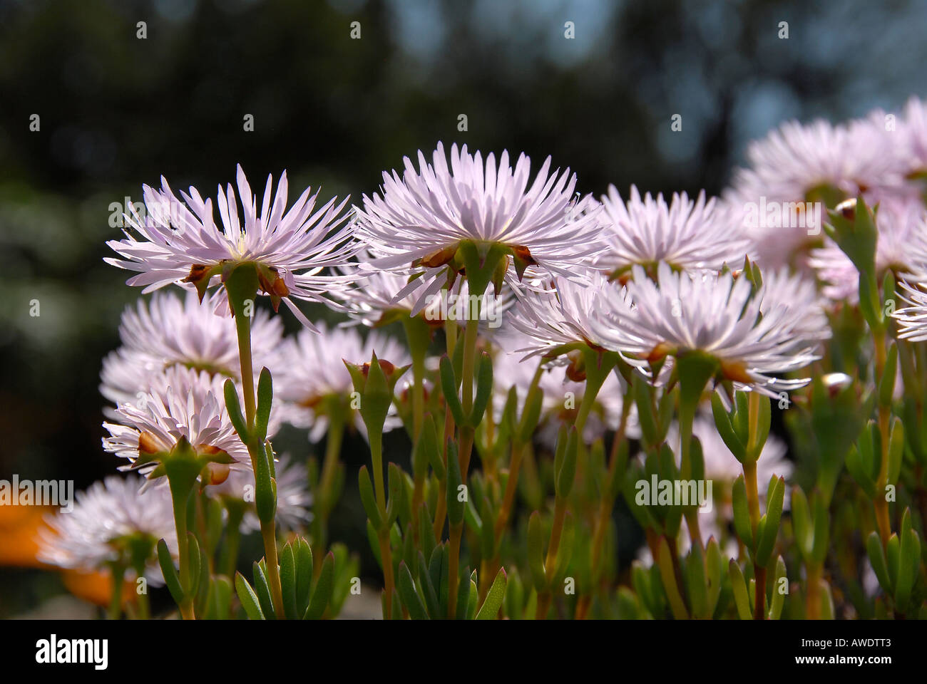 Side view of white vygie flowers against dark background Spring in the ...