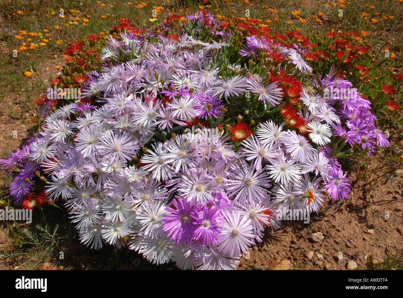 Bright red vygie flowers in hi-res stock photography and images - Alamy