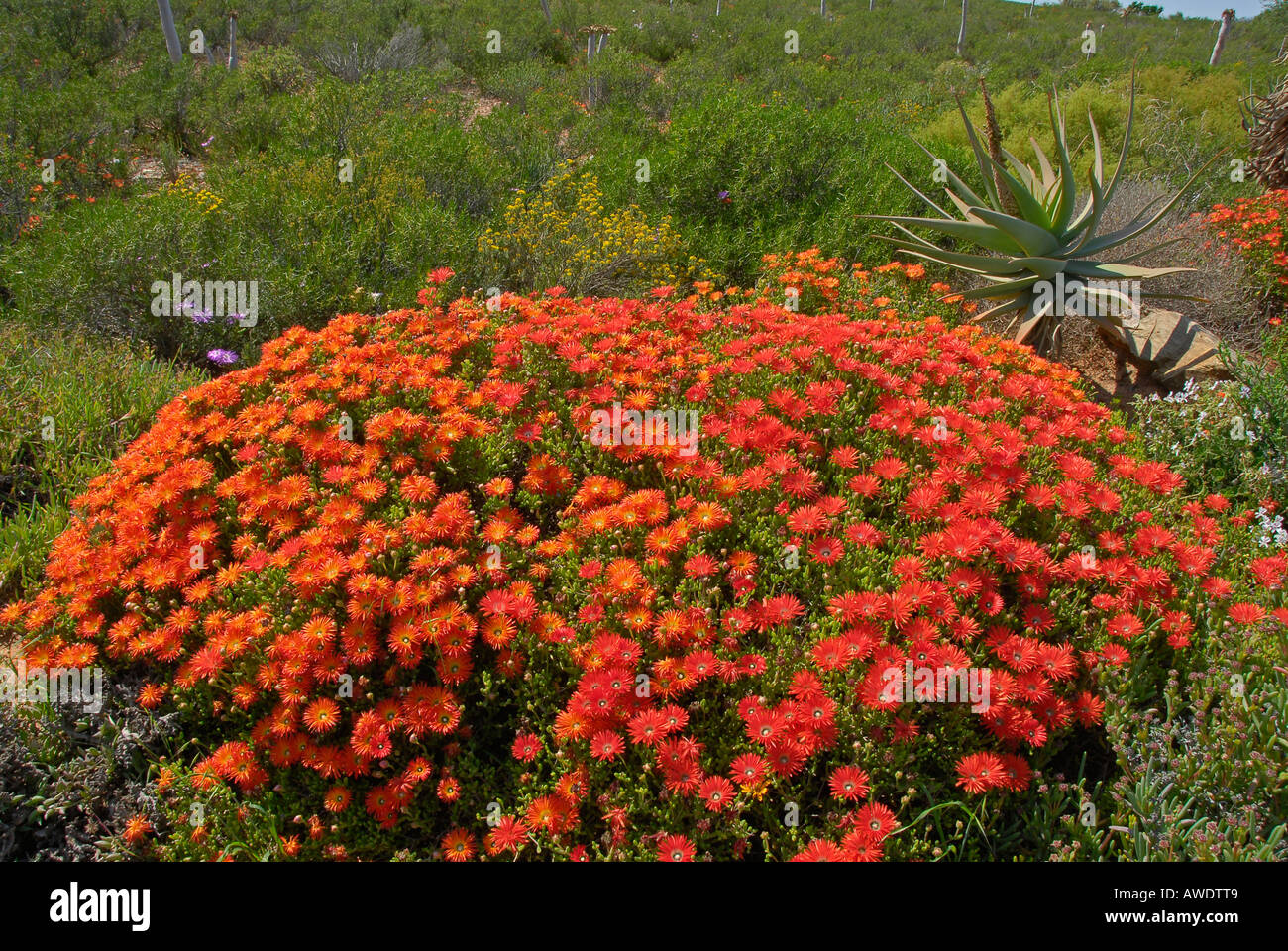 Karoo karoo botanical garden hi-res stock photography and images - Alamy