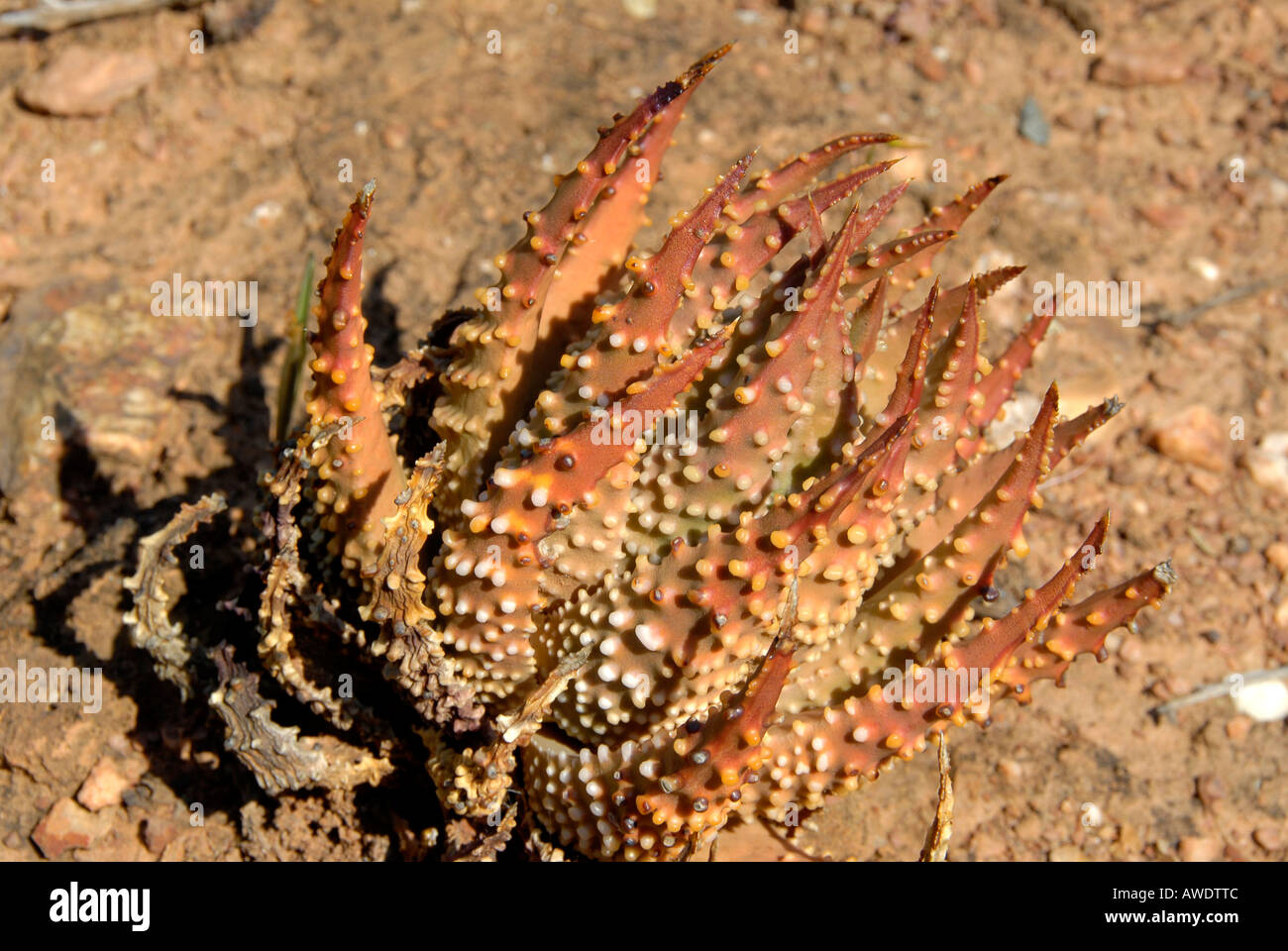 Very rough coarse leaves of aloe succulent plant growing in the Karoo ...