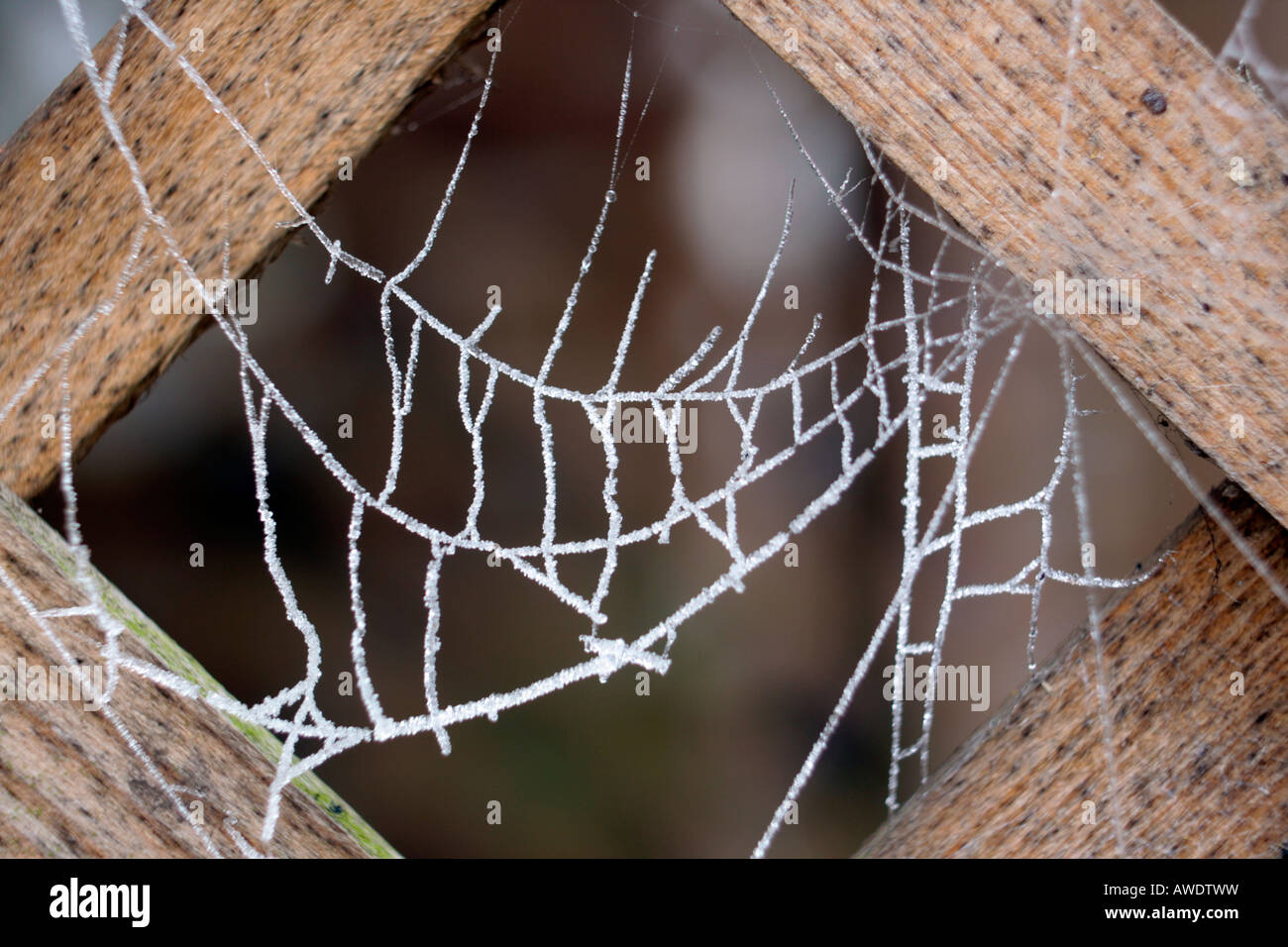 Frost ice crystal spiders web frozen cold construction hi-res stock ...
