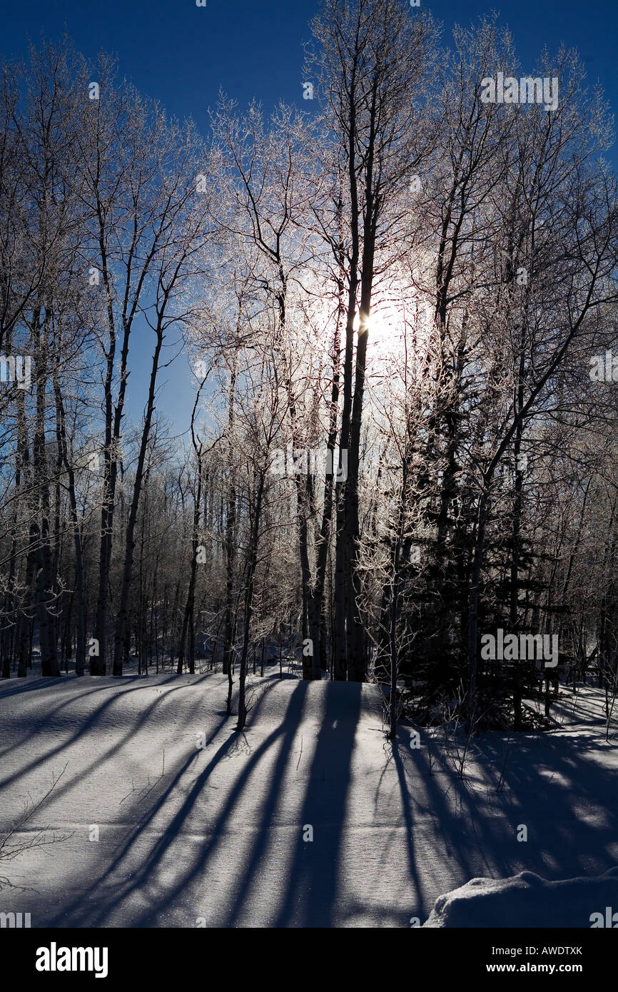 Aspen trees in winter on hi-res stock photography and images - Alamy