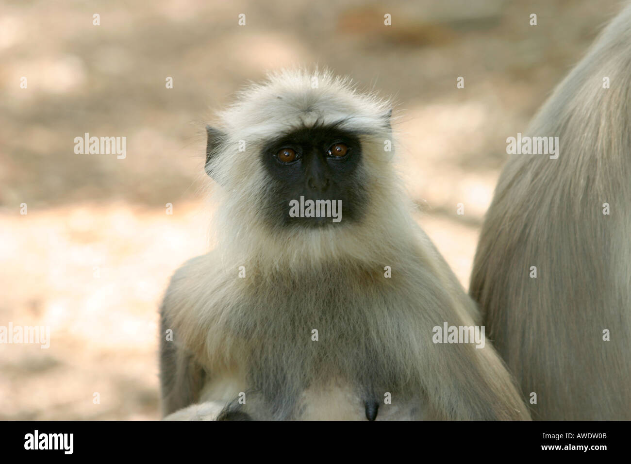 Common langur, Presbytis entellus, Kanha National Park, Madhya Pradesh ...