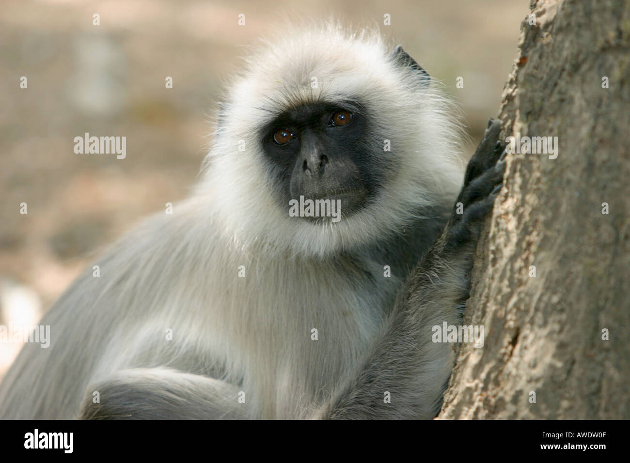 Common langur, Presbytis entellus, Kanha National Park, Madhya Pradesh ...