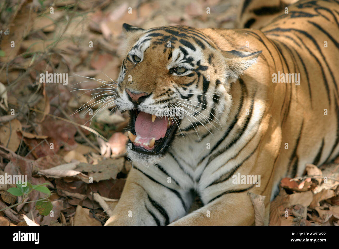 Tigress, Panthera tigeris, Kanha National Park, Madhya Pradesh, INDIA ...