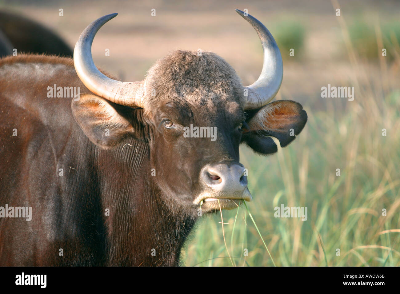 Male gaur, Bos gaurus, Kanha National Park, Madhya Pradesh, India Stock ...