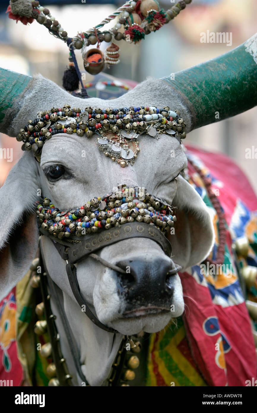 A holy bull Stock Photo - Alamy