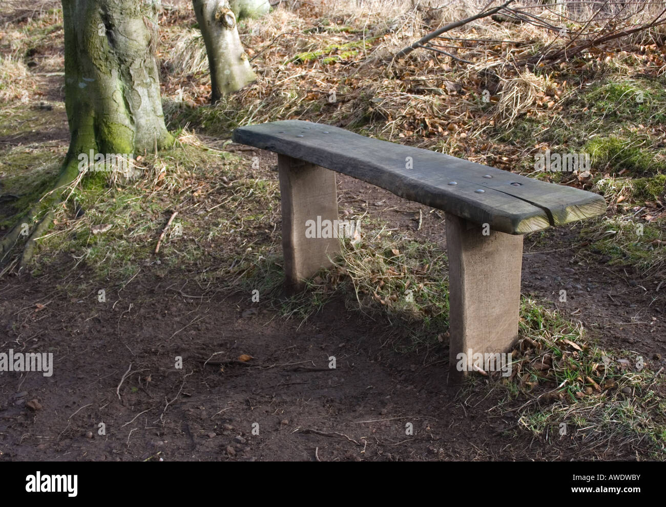 Lonely bench in Dunnottar woods Stock Photo - Alamy