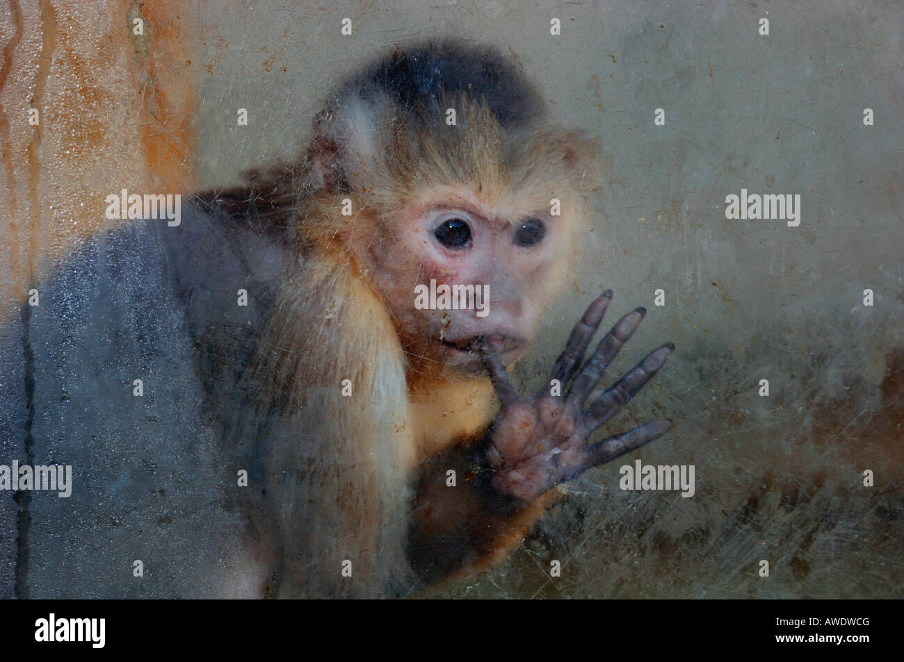 A Captive Capuchin Monkey,Looking Thru A Perspex Window Stock Photo - Alamy