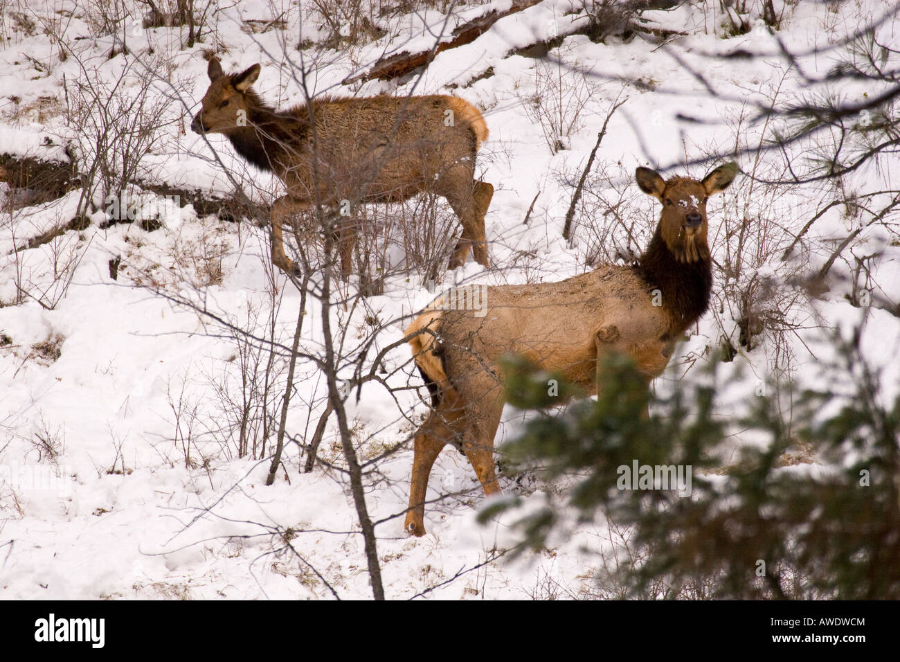 Elk in snow Stock Photo - Alamy