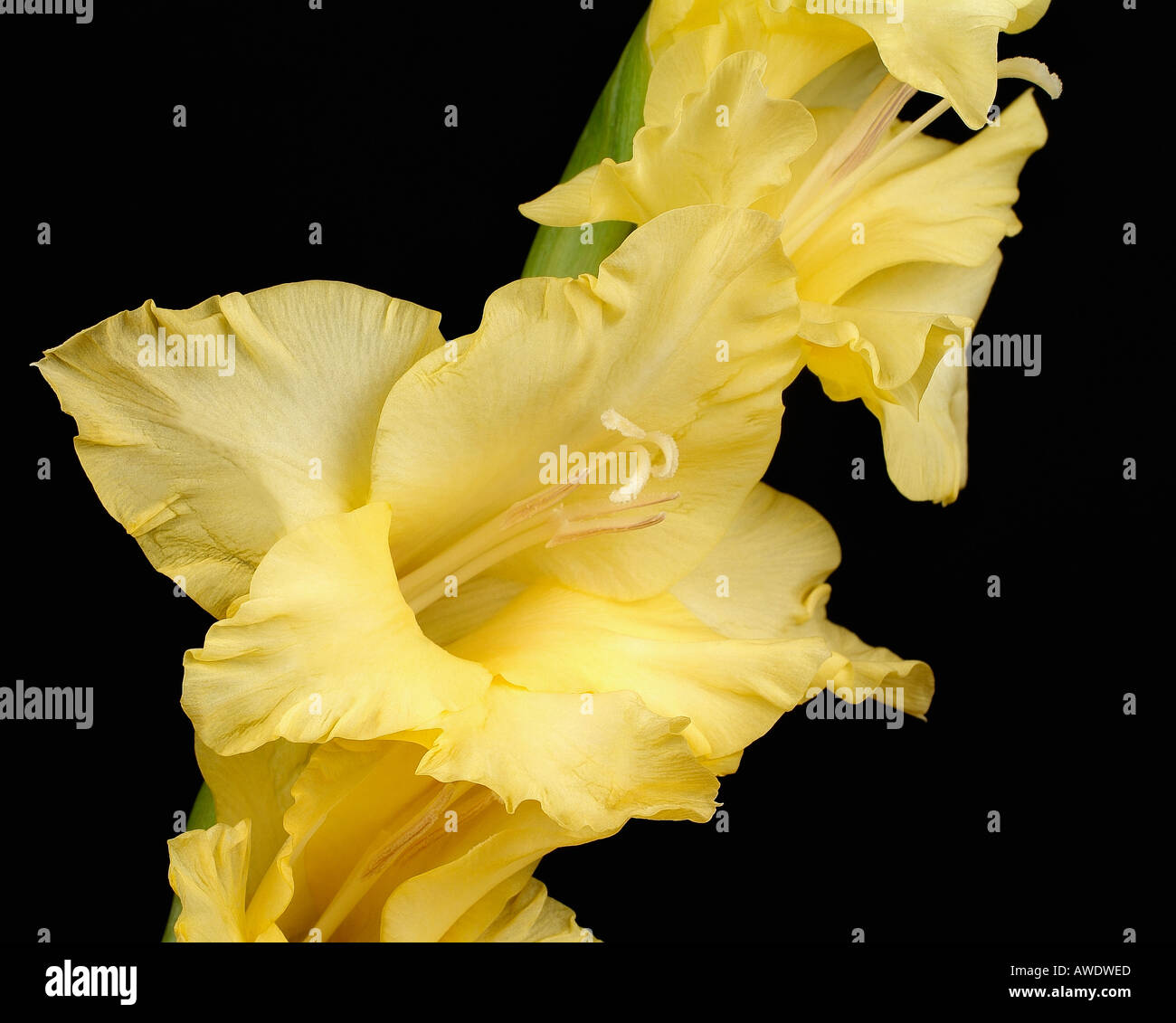 Gladioli image hi-res stock photography and images - Alamy