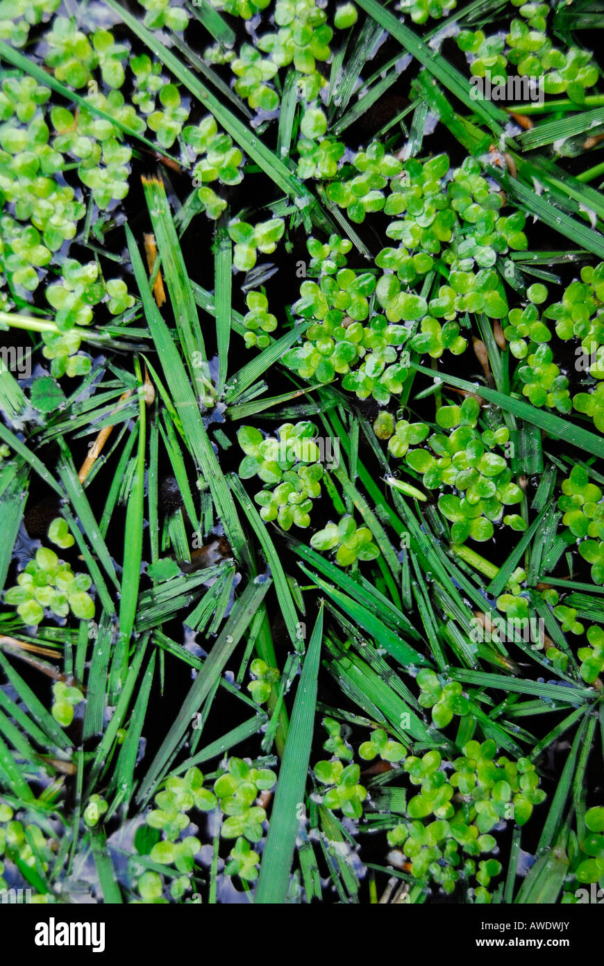 duckweed and grass on water Stock Photo - Alamy