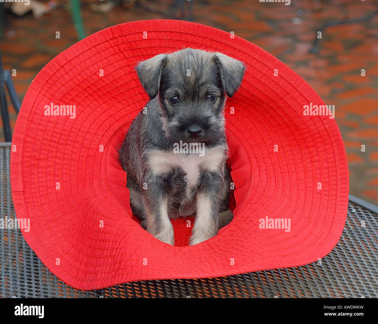 Miniature schnauzer puppies hi-res stock photography and images - Alamy