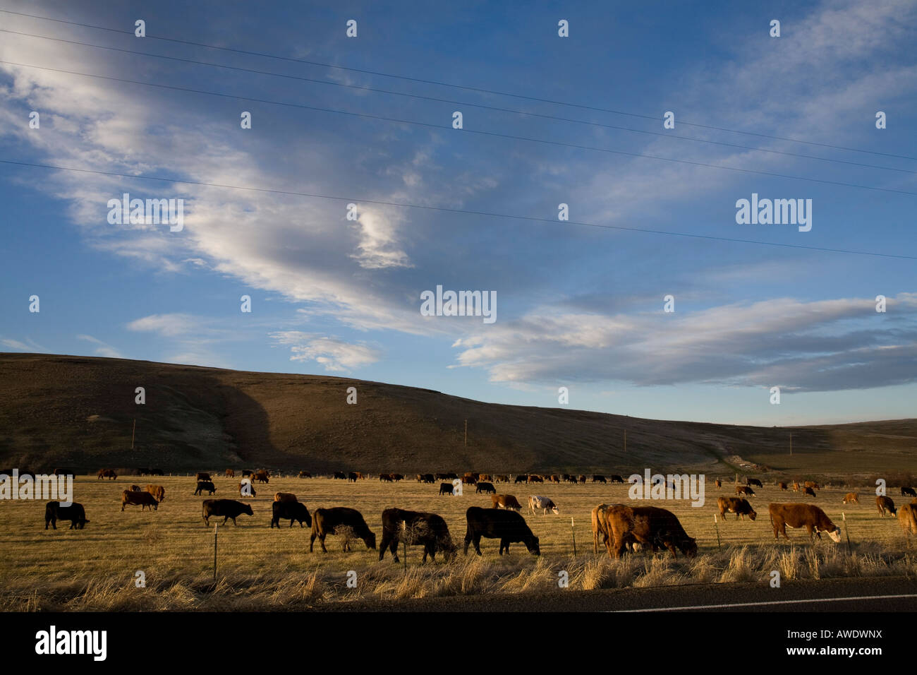 Grazing or pasture land hi-res stock photography and images - Alamy