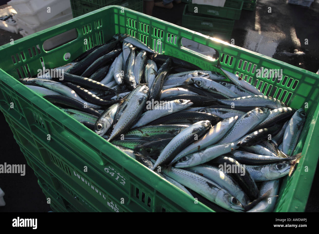 Sardines in a box ready to go to market from Playa San Juan Tenerife ...
