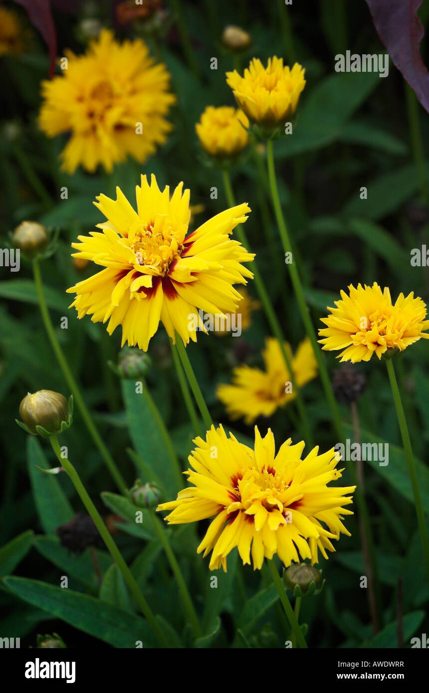 Coreopsis Grandiflora Heliot