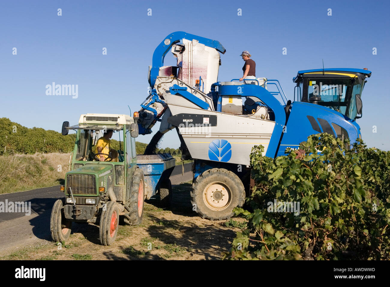Mechanical grape harvesting Ventenac en Minervois Aude Languedoc Roussillion France Stock Photo ...