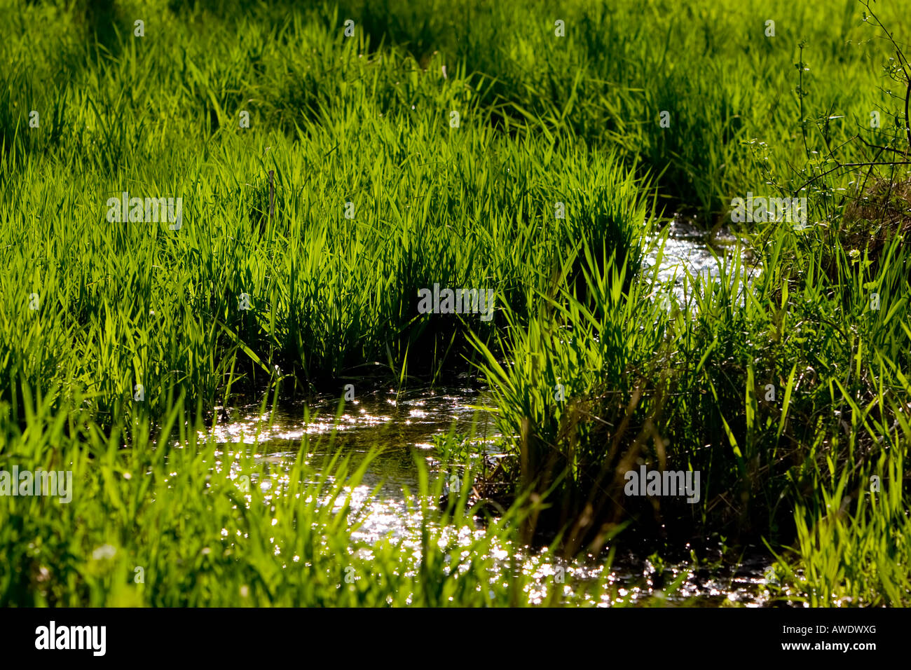A small stream flows through a meadow in early spring Stock Photo - Alamy