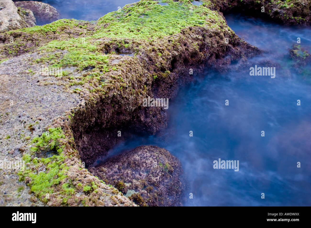 Green mold on a rock surrounding blue water Stock Photo - Alamy