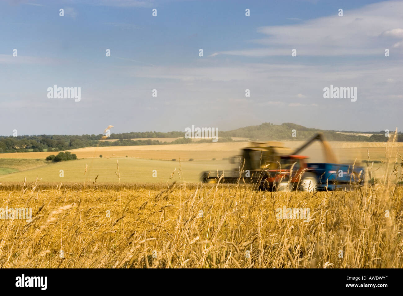Combine harvester and grain trailer Wiltshire England UK Stock Photo ...