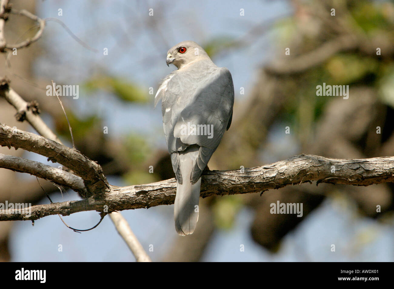 Dadius hi-res stock photography and images - Alamy