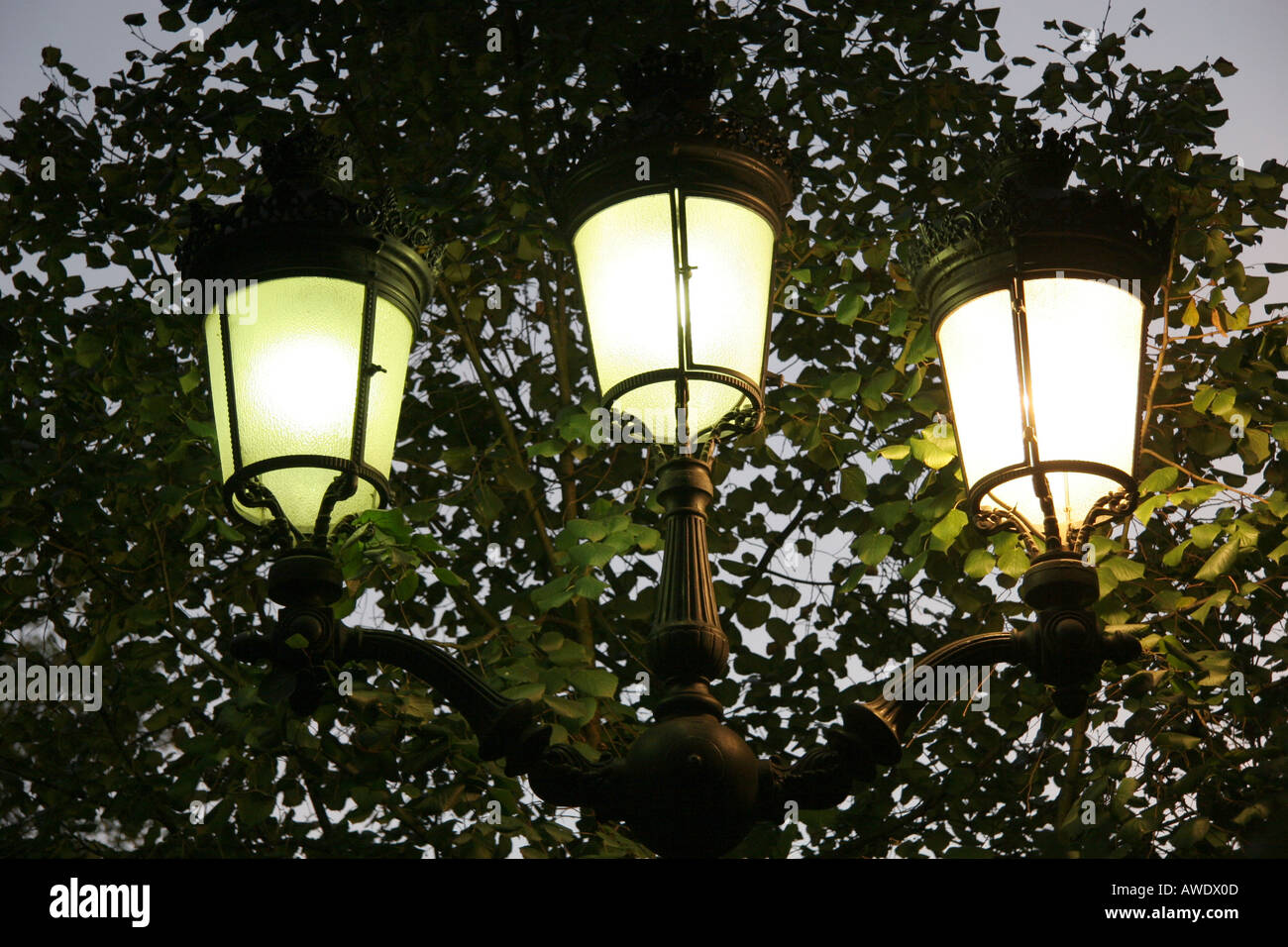 Silhouette of street lamp behind tree hi-res stock photography and ...