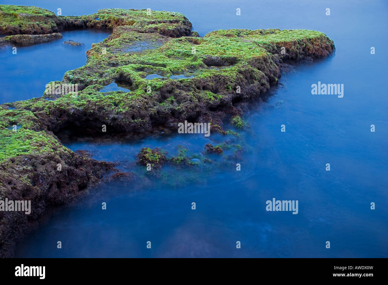 Islands of green sea mold in blue water Stock Photo - Alamy