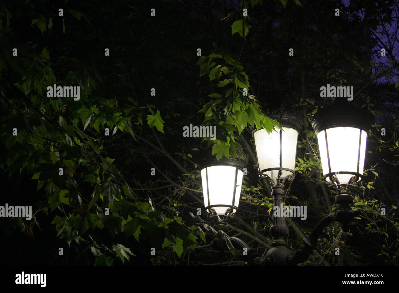 Three streetlights shine in front of a tree Stock Photo - Alamy