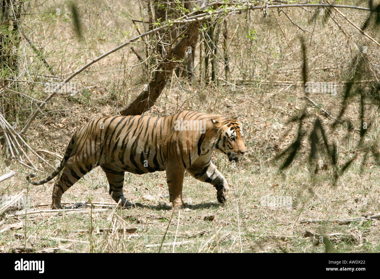 Tiger. Kanha Tiger Reserve, Madhya Pradesh, INDIA. Panthera tigris ...
