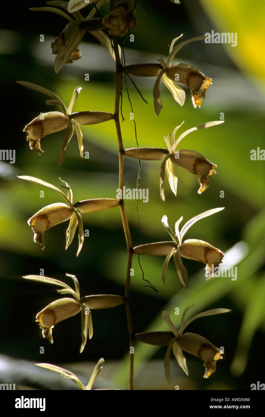 Rainforest Orchid Coelogyne sp Poring Hot Springs Sabah Malaysia Stock ...